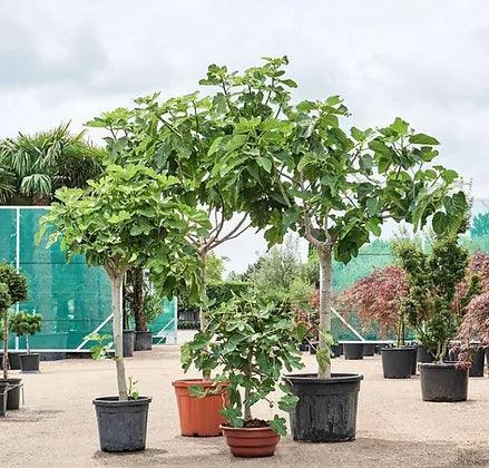 Ficus 'Brown Turkey' Fig Tree for Sale – plant pots uk